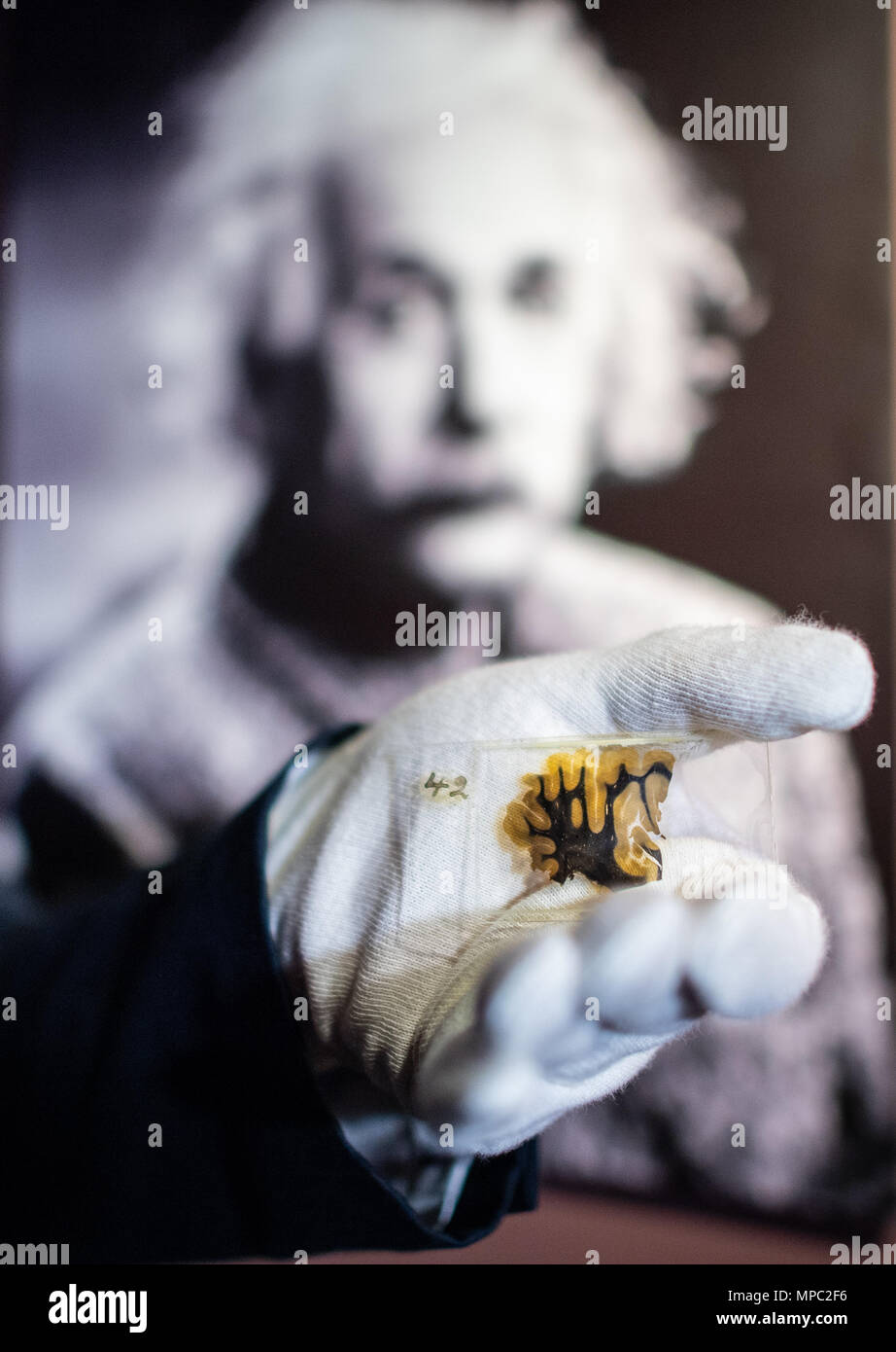 Einstein’s brain hi-res stock photography and images - Alamy
