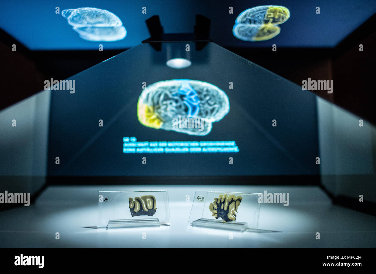 Einstein brain in museum hi-res stock photography and images - Alamy