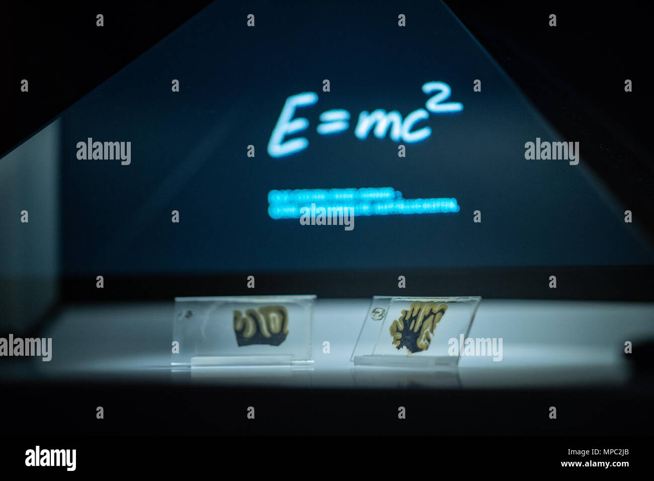 Albert einstein’s brain hi-res stock photography and images - Alamy