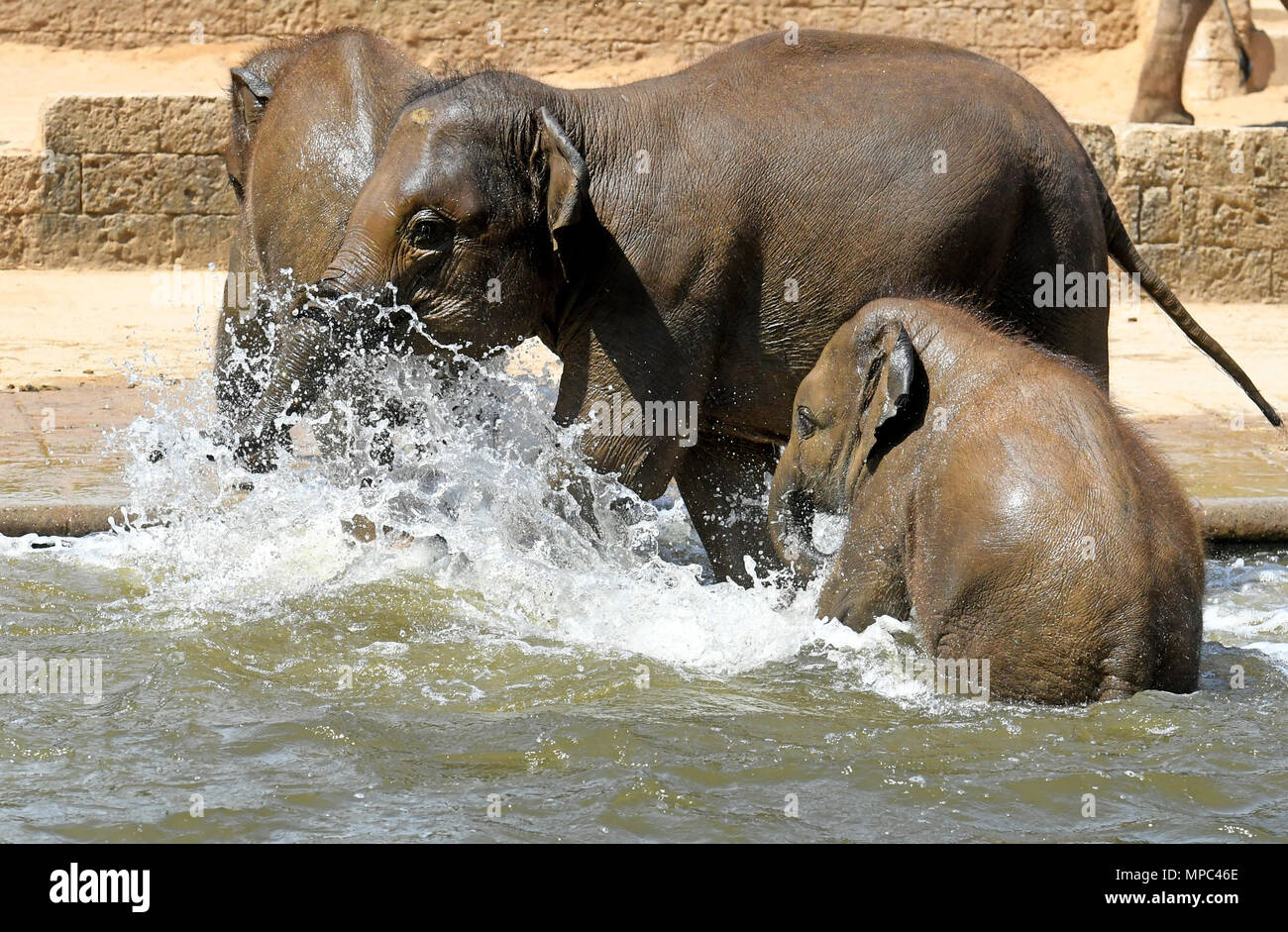 22 May 2018, Germany, Hanover: The Asian elephants Ravi (front) and ...