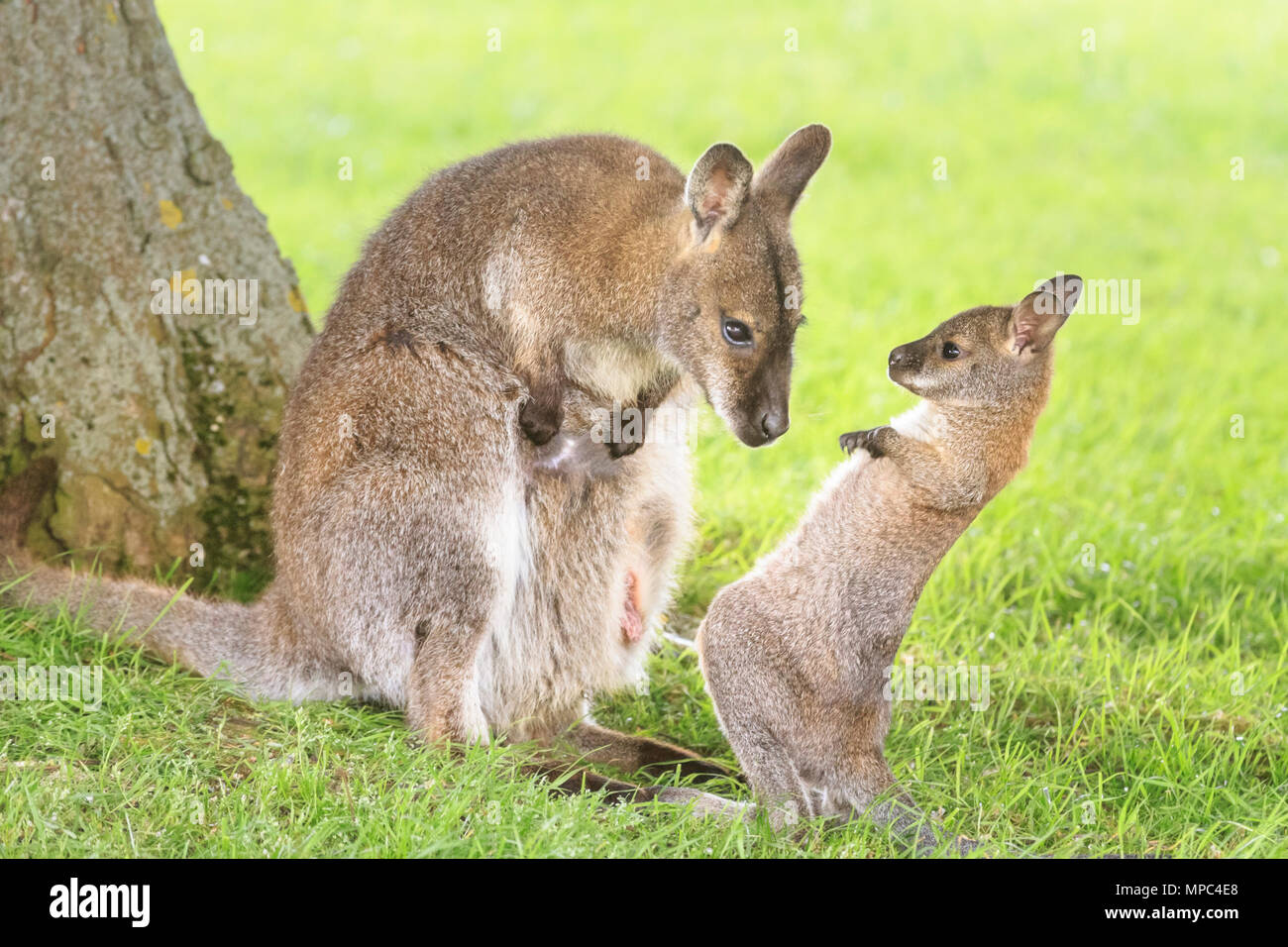 A baby wallaby, known as a joey, peeks out of its protective mum's pouch, then ventures out for ...