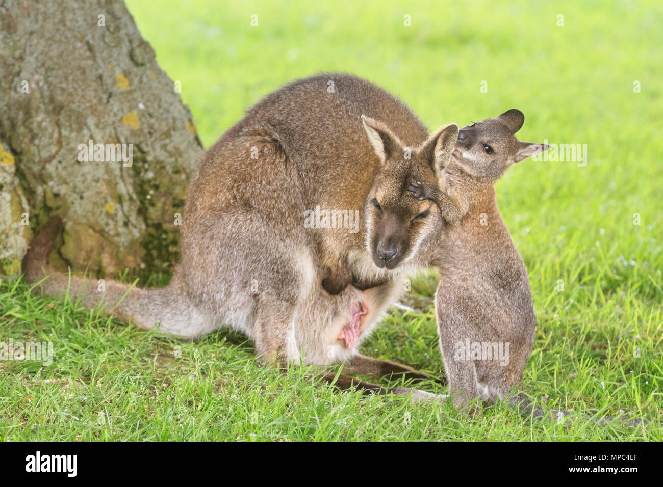 A baby wallaby, known as a joey, peeks out of its protective mum's pouch, then ventures out for ...