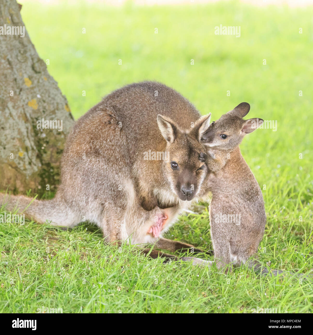 Sports eye safety month hi-res stock photography and images - Alamy