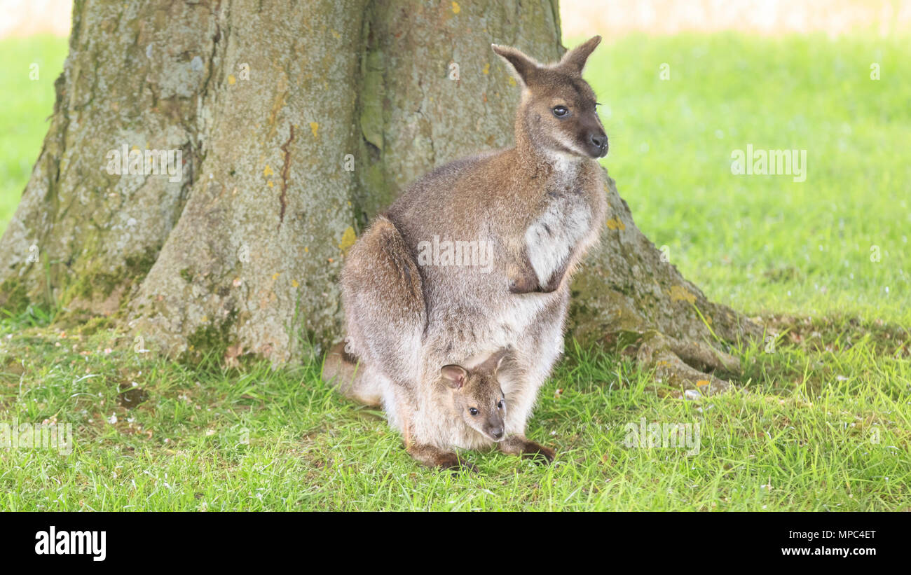 A baby wallaby, known as a joey, peeks out of its protective mum's pouch, then ventures out for ...