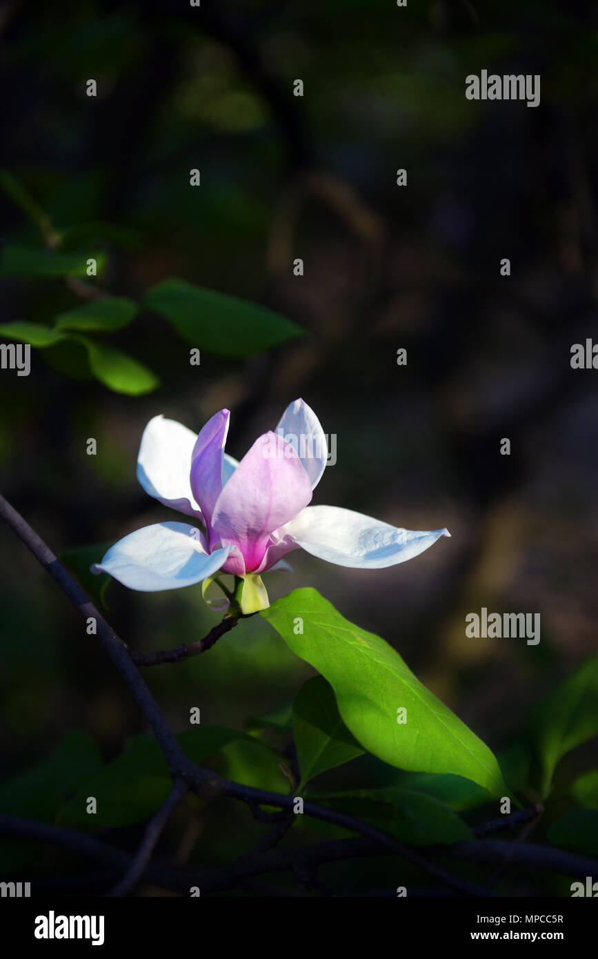Lotus-flowered Magnolia flower closeup,beautiful white with pink flower ...