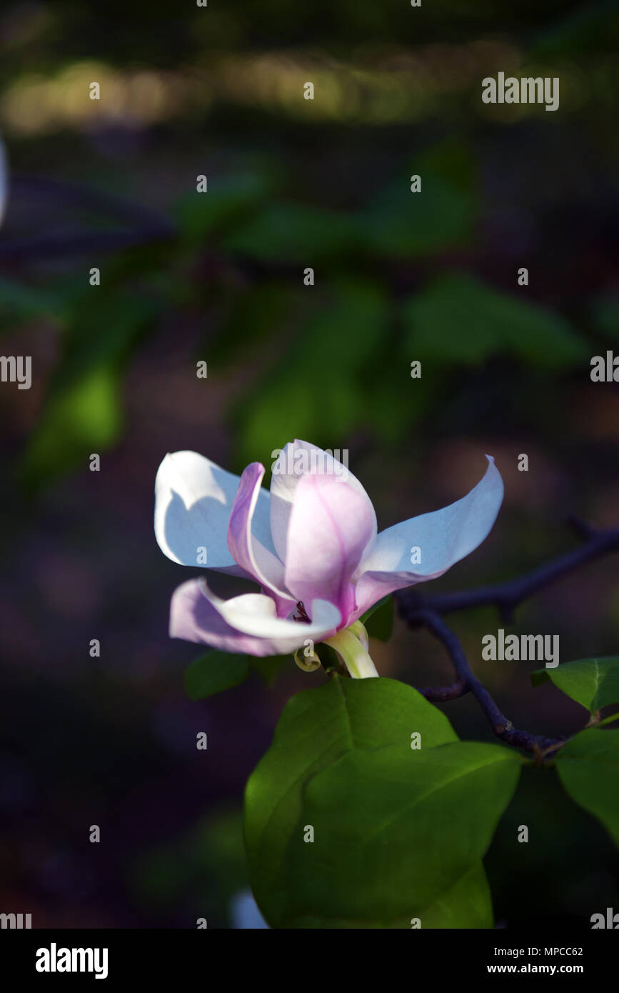 Lotus-flowered Magnolia flower closeup,beautiful white with pink flower ...