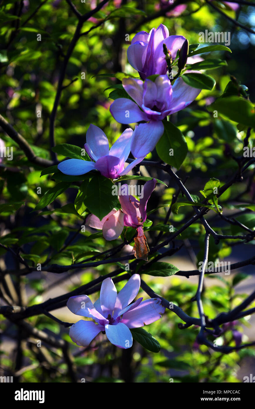 Lotus-flowered Magnolia flower closeup,beautiful white with pink flower ...