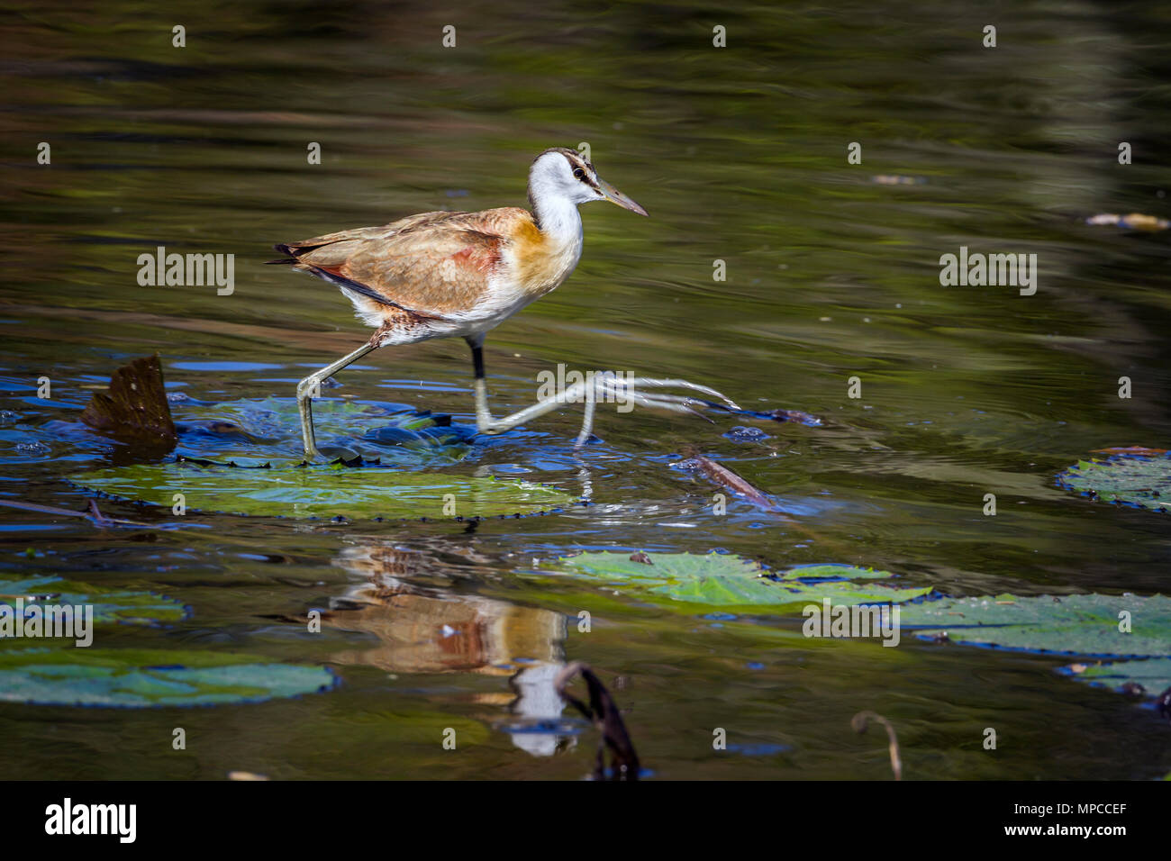 African jacana in Kruger national park, South Africa ; Specie ...