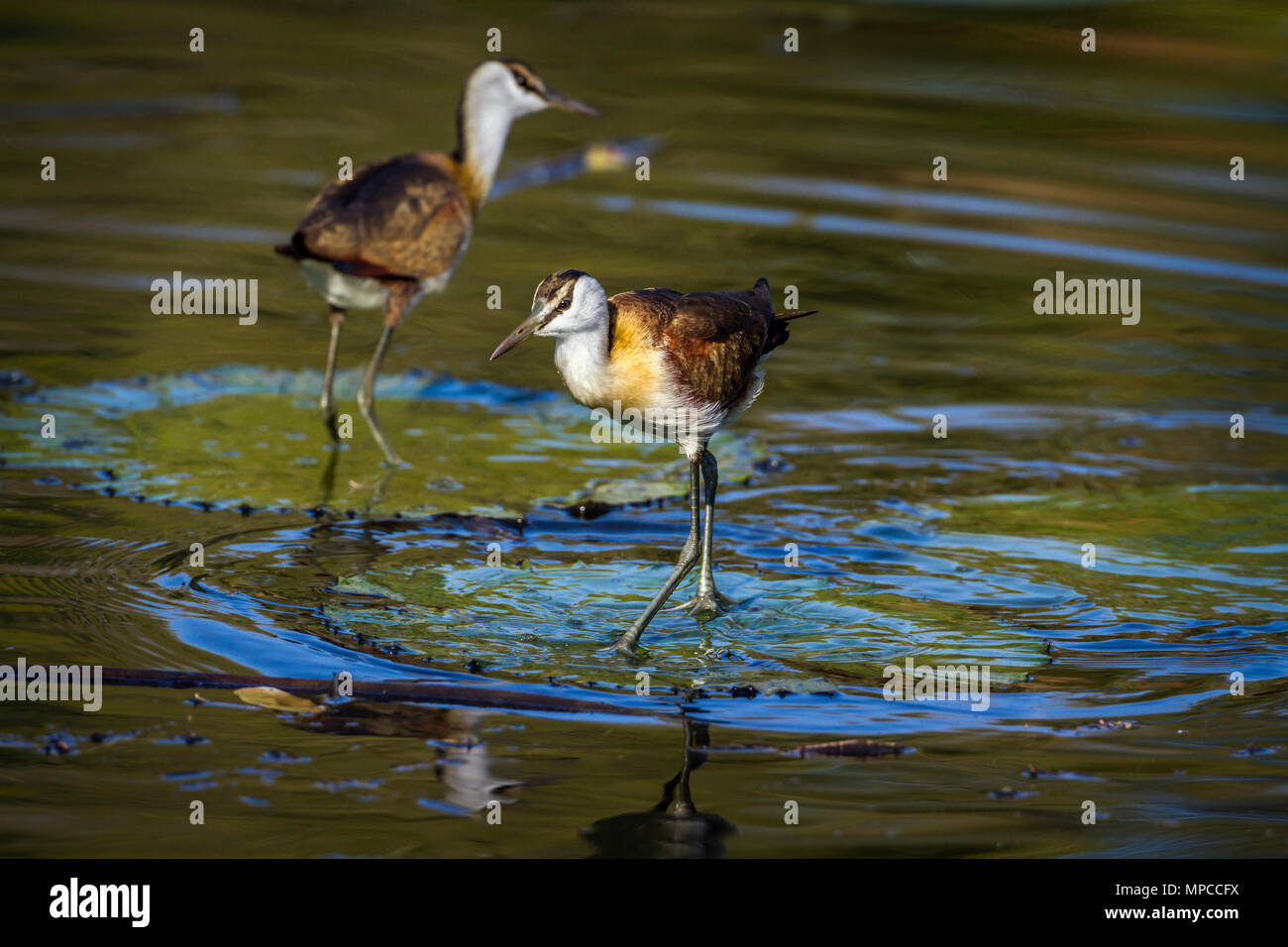 African jacana in Kruger national park, South Africa ; Specie ...