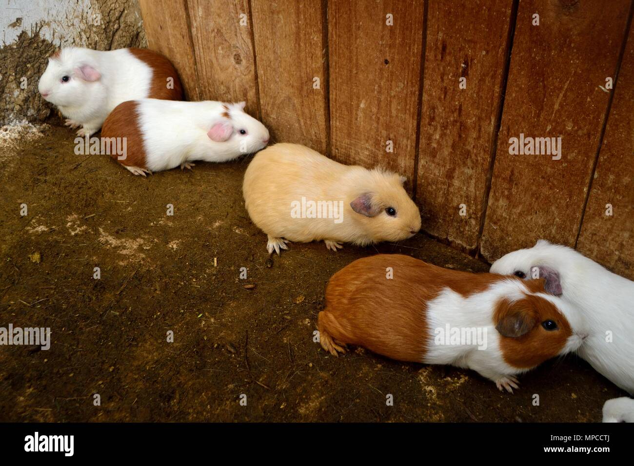 Cuy farm in GRANJA PORCON - Evangelical cooperative - Department of ...