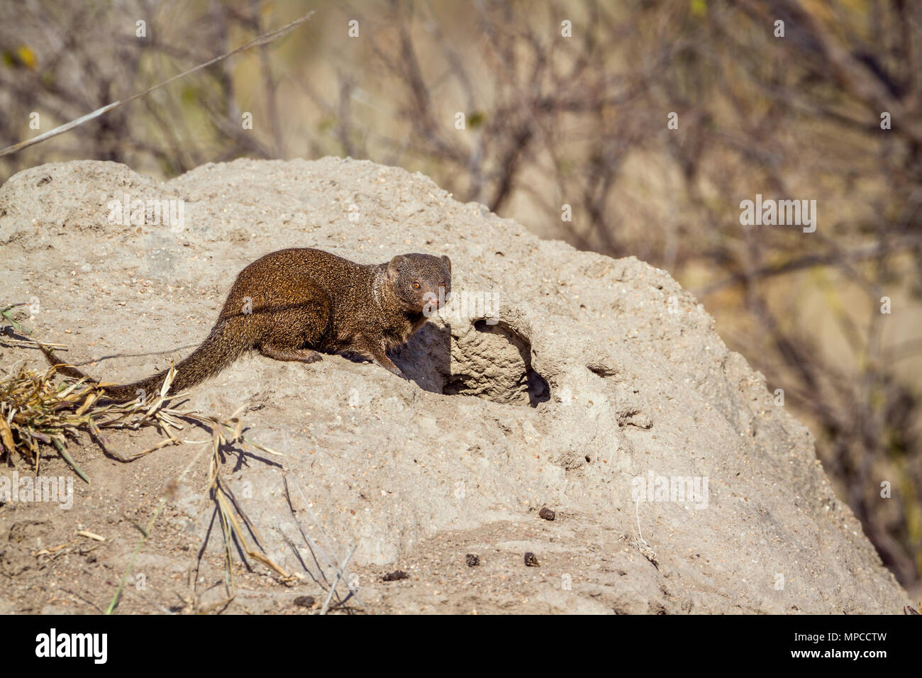 Common dwarf mongoose in Kruger national park, South Africa ; Specie ...