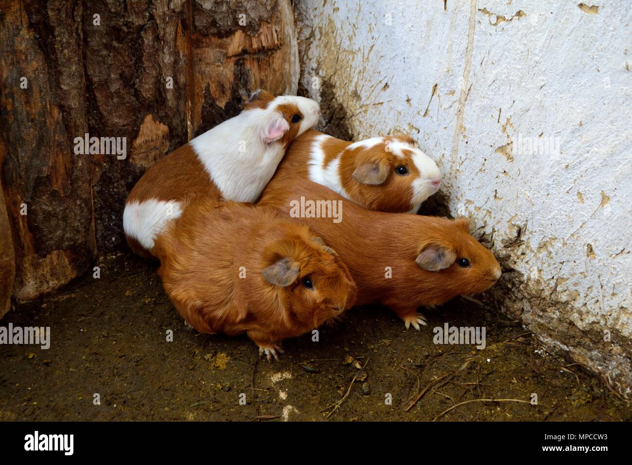 Cuy farm in GRANJA PORCON - Evangelical cooperative - Department of ...