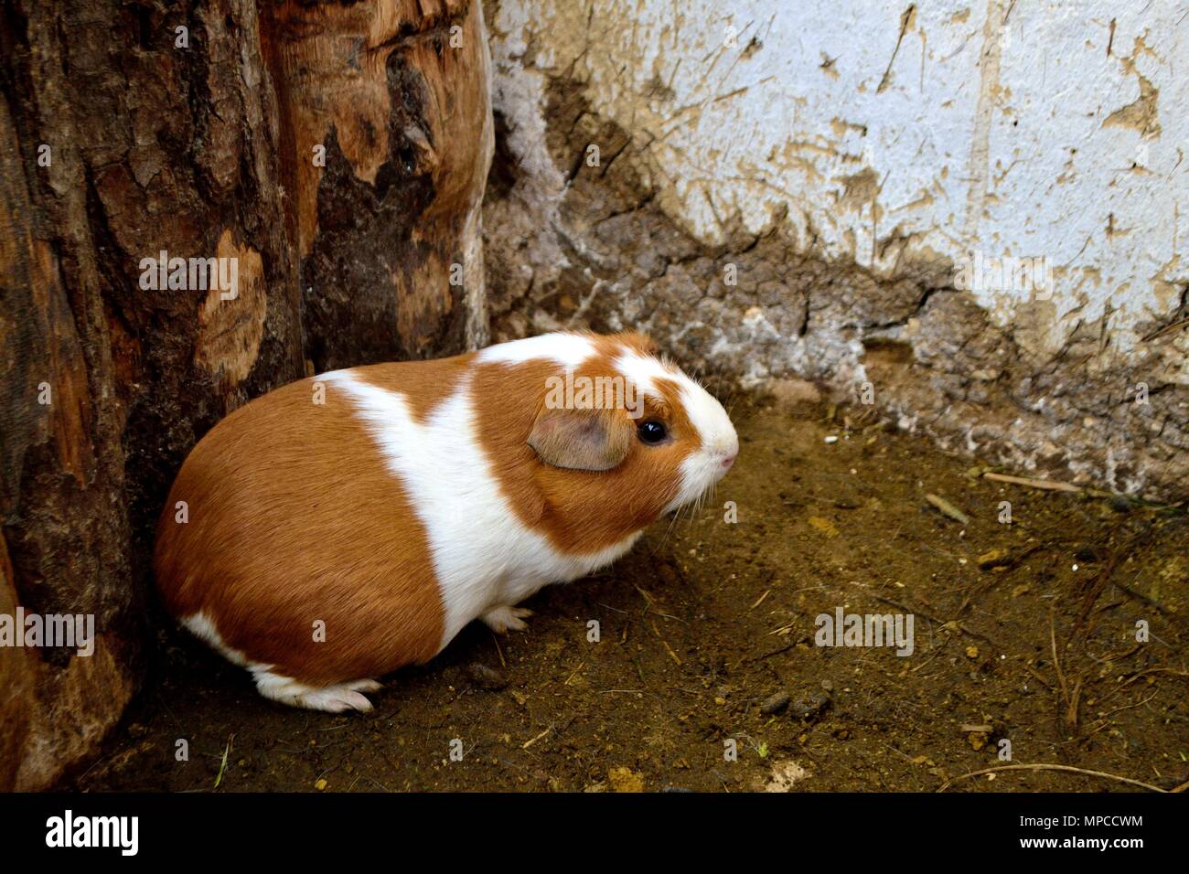 Cuy farm in GRANJA PORCON - Evangelical cooperative - Department of ...