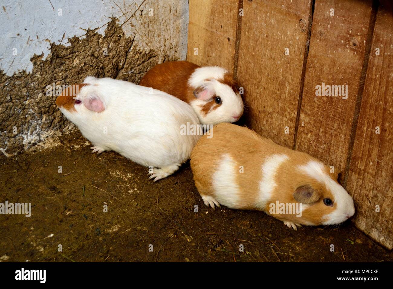 Cuy farm in GRANJA PORCON - Evangelical cooperative - Department of ...