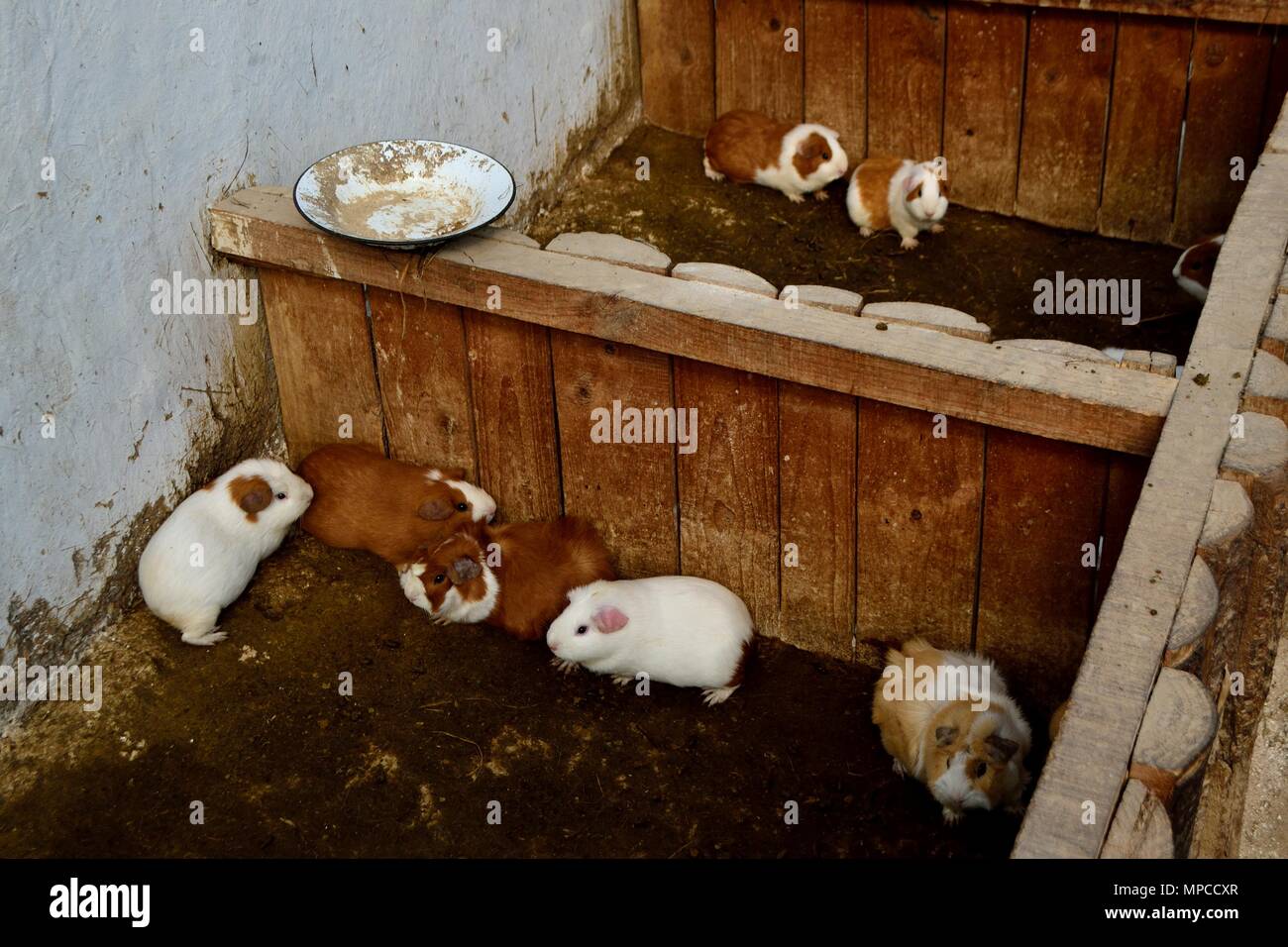 Cuy farm in GRANJA PORCON - Evangelical cooperative - Department of ...