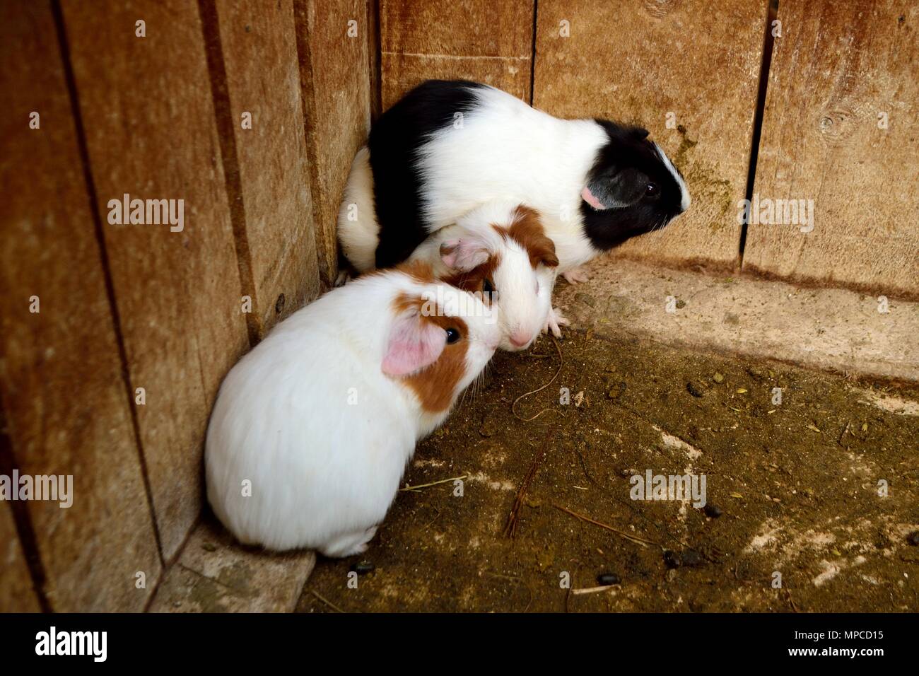 Cuy farm in GRANJA PORCON - Evangelical cooperative - Department of ...