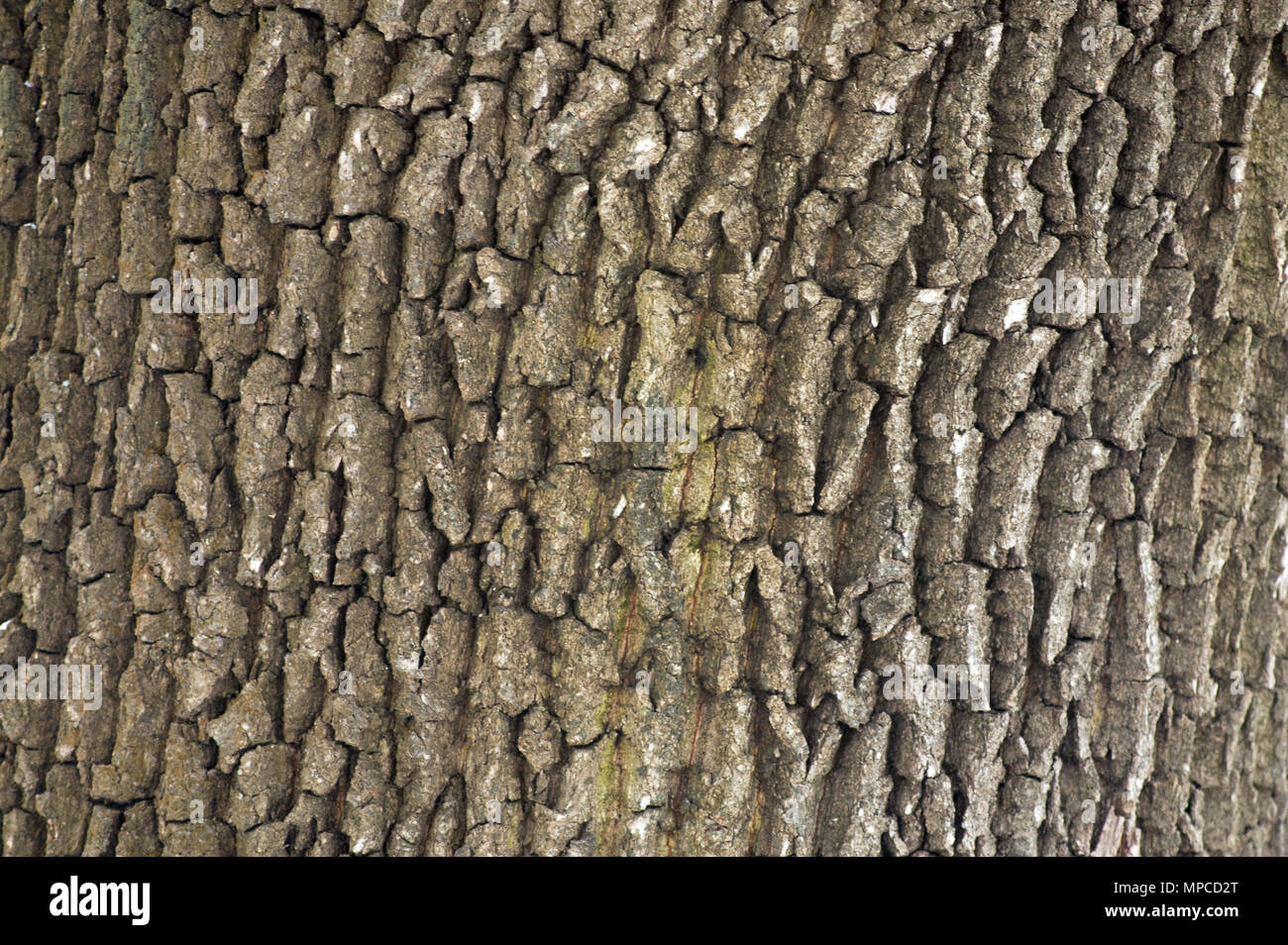 tree bark wood texture, highly detailed Stock Photo - Alamy