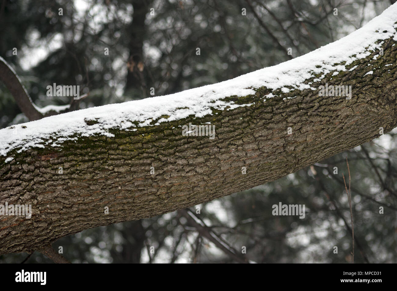 White oak bark hi-res stock photography and images - Alamy