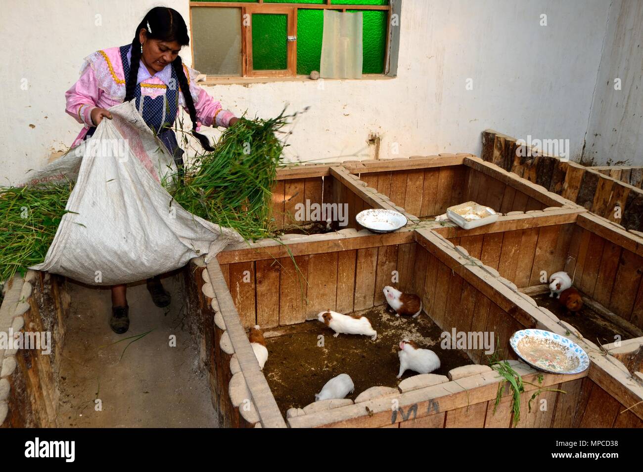 Cuy farm in GRANJA PORCON - Evangelical cooperative - Department of ...