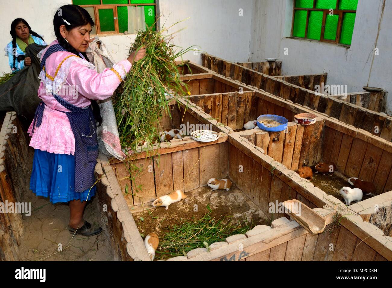 Cuy farm in GRANJA PORCON - Evangelical cooperative - Department of ...