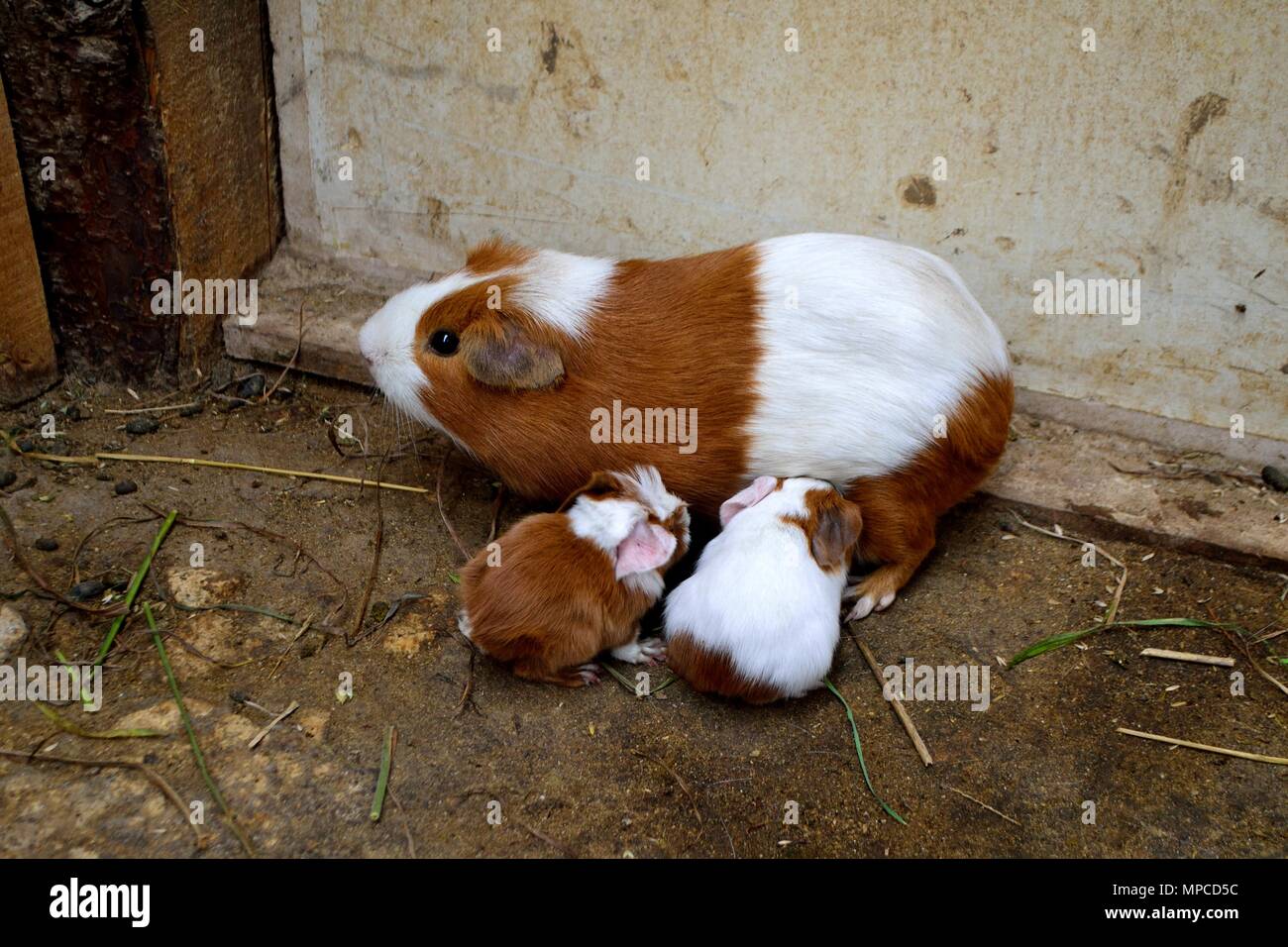 Cuy farm in GRANJA PORCON - Evangelical cooperative - Department of ...