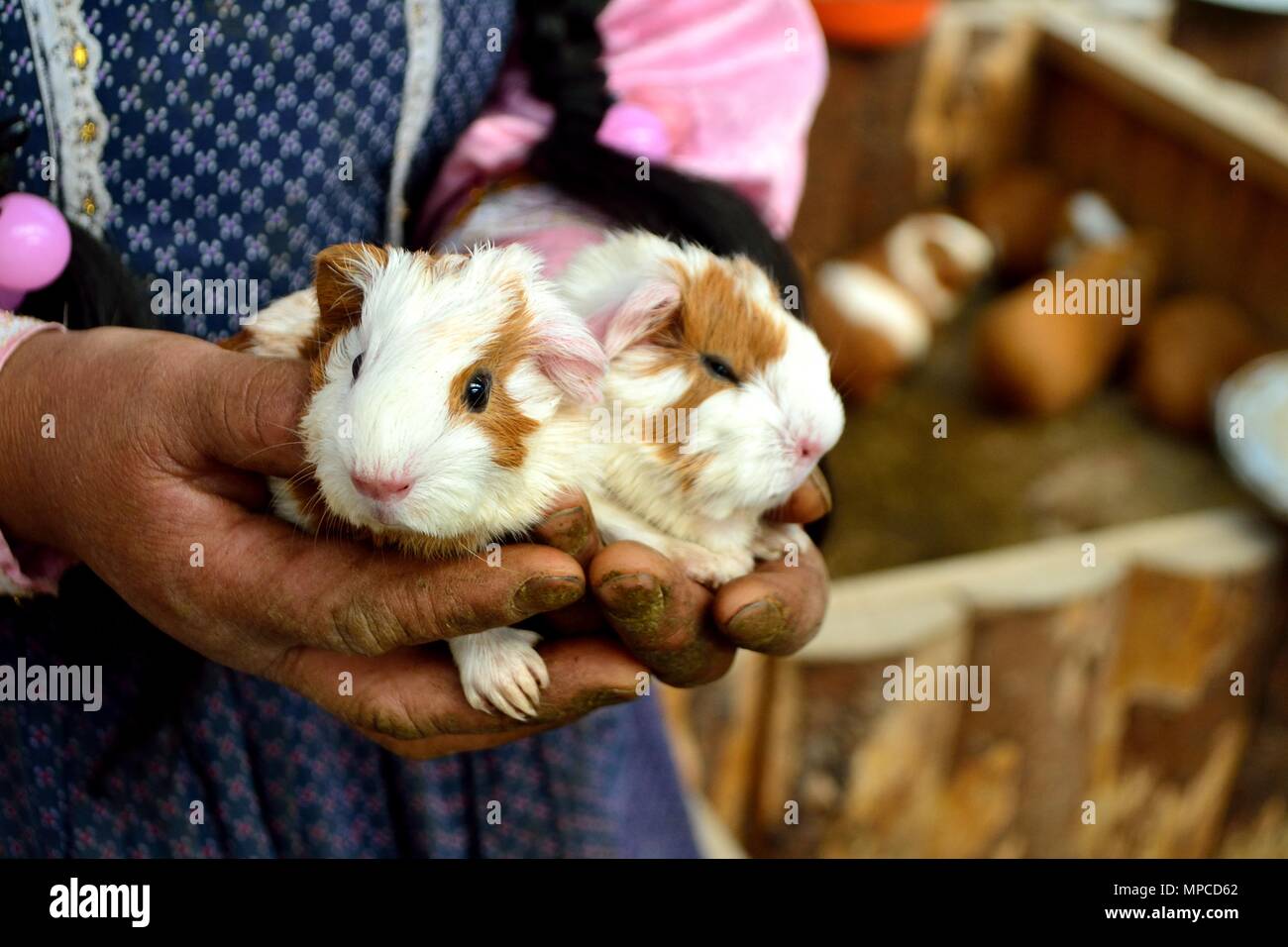 Cuy farm in GRANJA PORCON - Evangelical cooperative - Department of ...