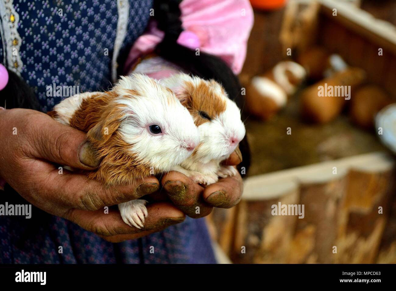 Cuy farm in GRANJA PORCON - Evangelical cooperative - Department of ...