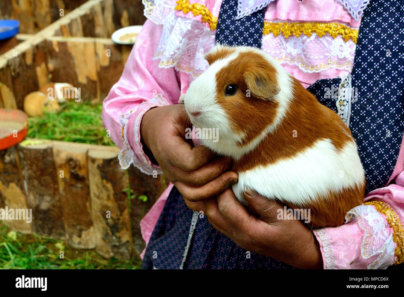 Cuy farm in GRANJA PORCON - Evangelical cooperative - Department of ...