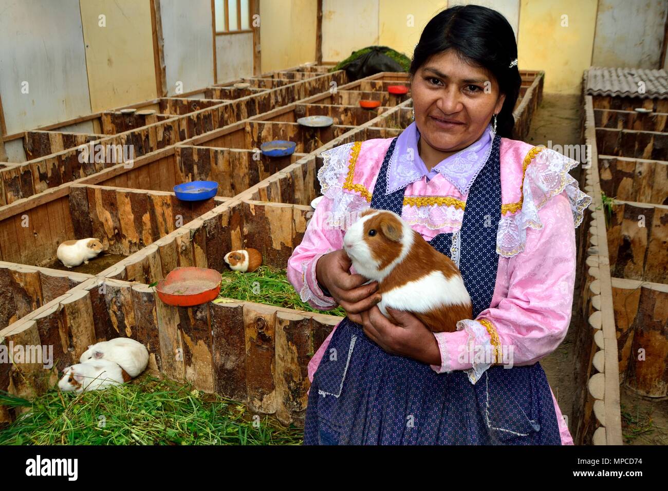 Cuy Farm We Call Them Cavies… | FairPlanet