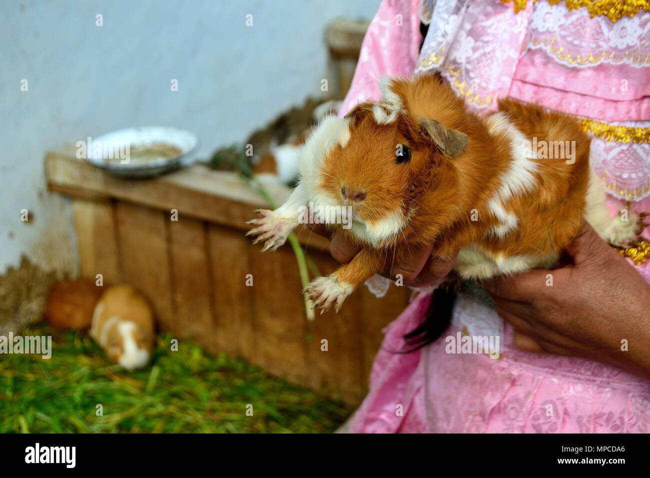 Cuy farm in GRANJA PORCON - Evangelical cooperative - Department of ...