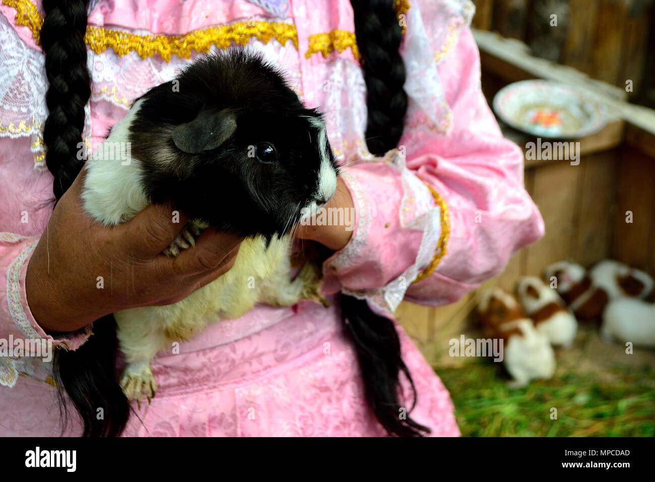 Cuy farm in GRANJA PORCON - Evangelical cooperative - Department of ...