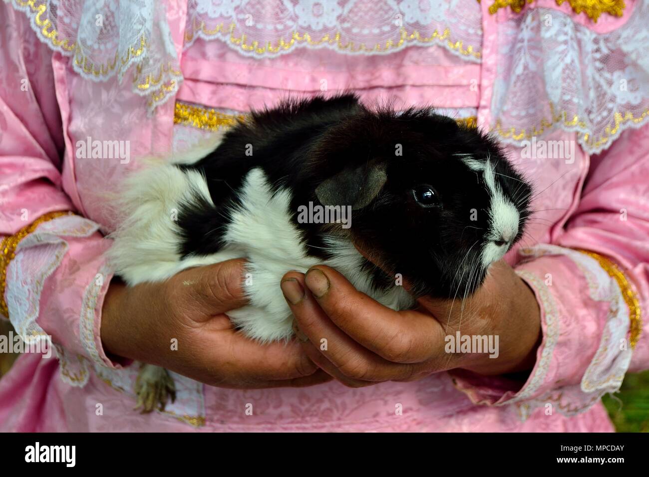 Cuy farm in GRANJA PORCON - Evangelical cooperative - Department of ...