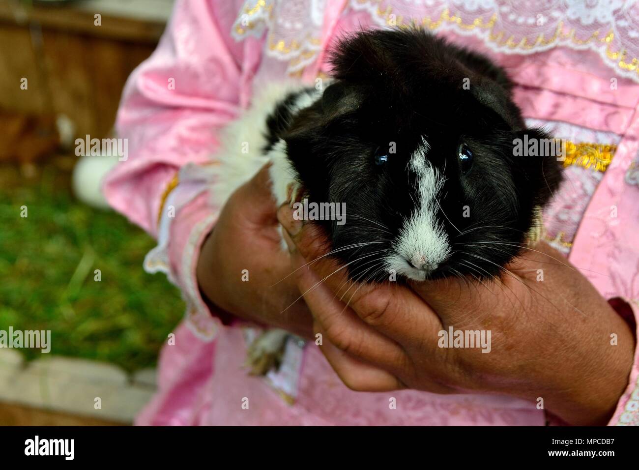 Cuy farm in GRANJA PORCON - Evangelical cooperative - Department of ...