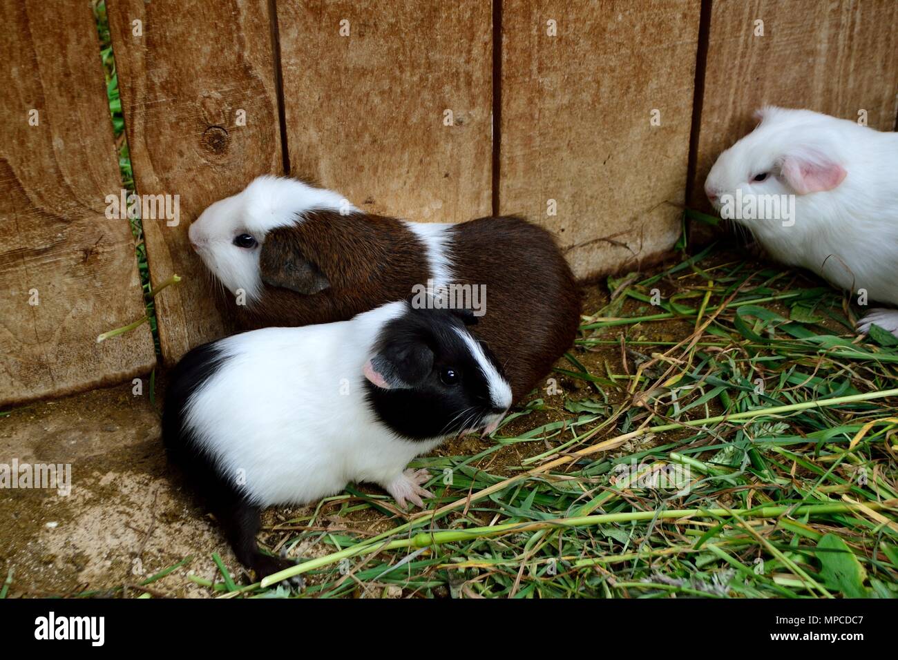 Cuy farm in GRANJA PORCON - Evangelical cooperative - Department of ...