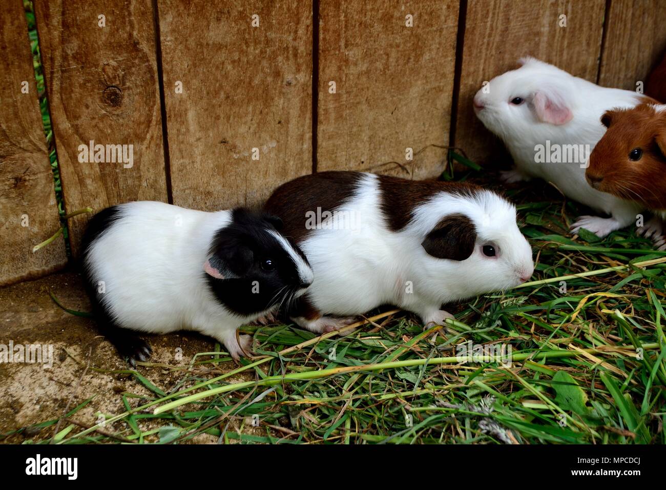 Cuy farm in GRANJA PORCON - Evangelical cooperative - Department of ...