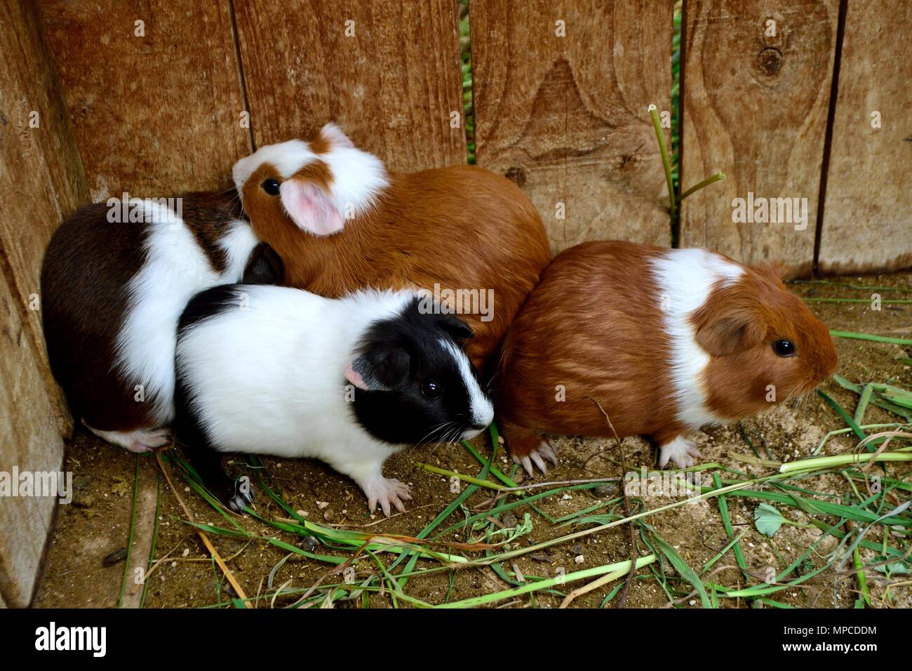 Cuy farm in GRANJA PORCON - Evangelical cooperative - Department of ...