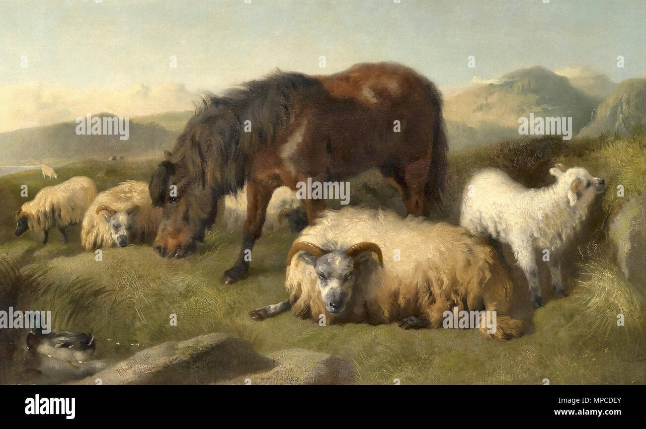 Sheep and pony hi-res stock photography and images - Alamy