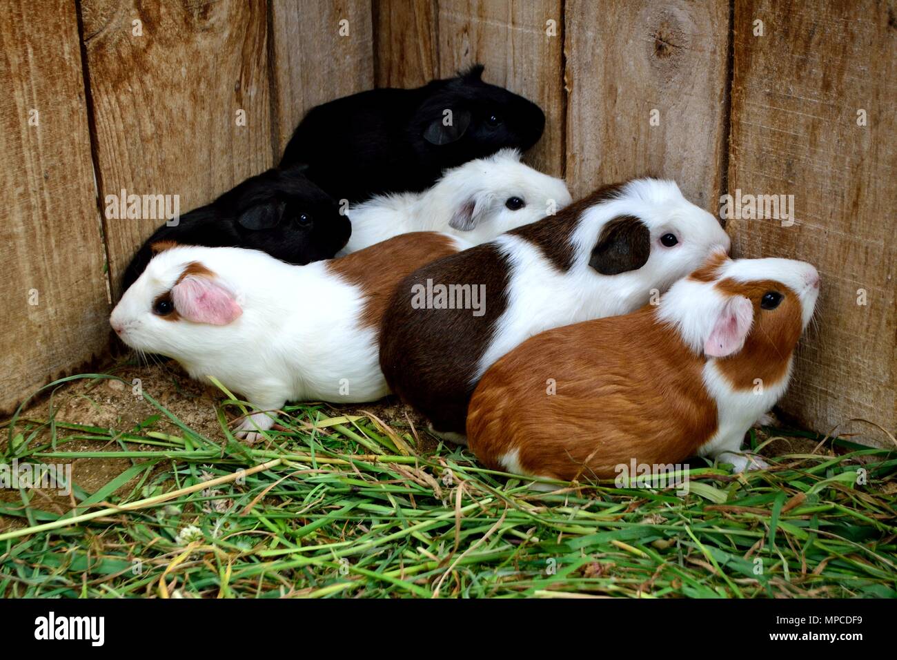 Cuy farm in GRANJA PORCON - Evangelical cooperative - Department of ...