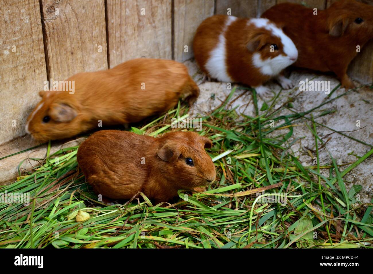 Cuy farm in GRANJA PORCON - Evangelical cooperative - Department of ...