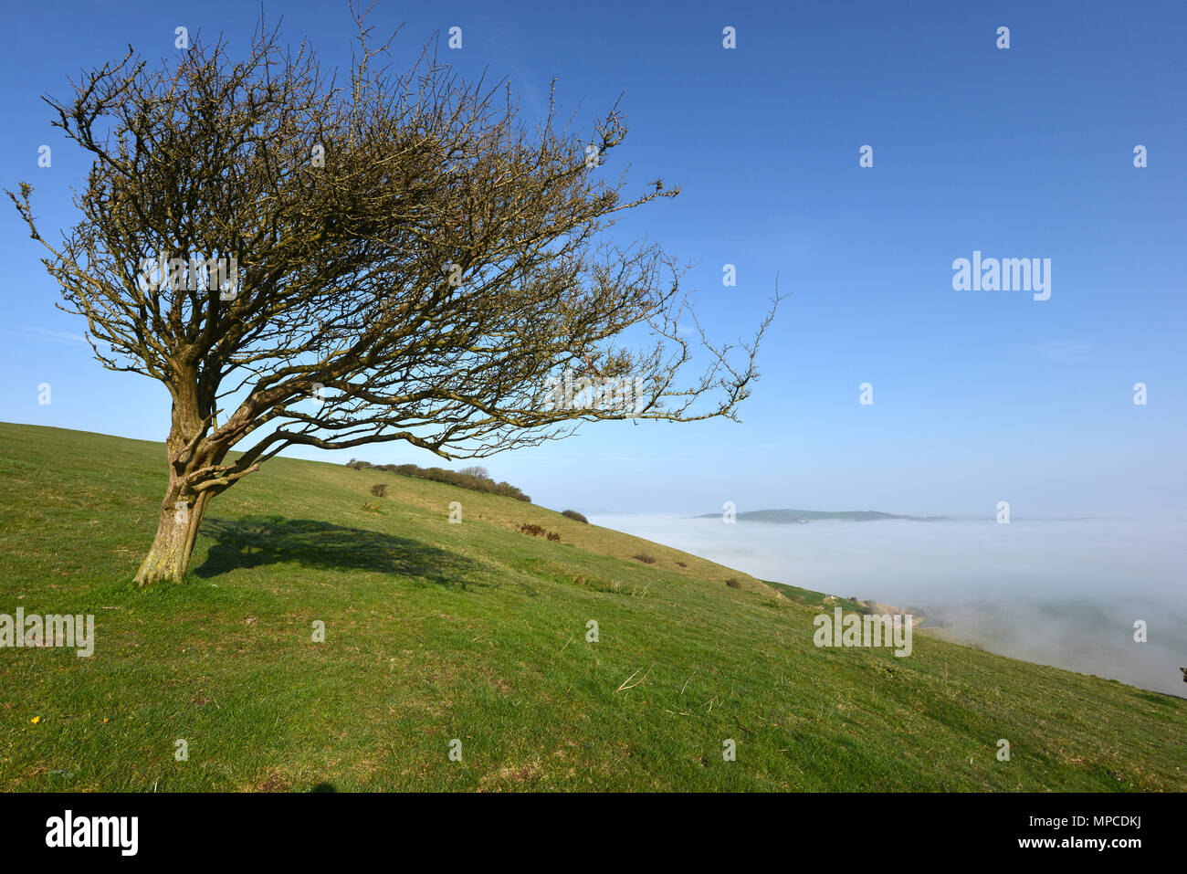 Windswept tree hi-res stock photography and images - Alamy