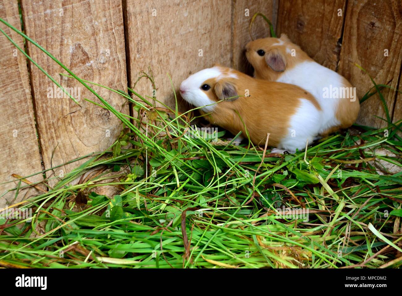 Cuy farm in GRANJA PORCON - Evangelical cooperative - Department of ...