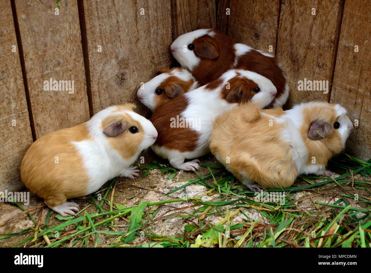Cuy farm in GRANJA PORCON - Evangelical cooperative - Department of ...