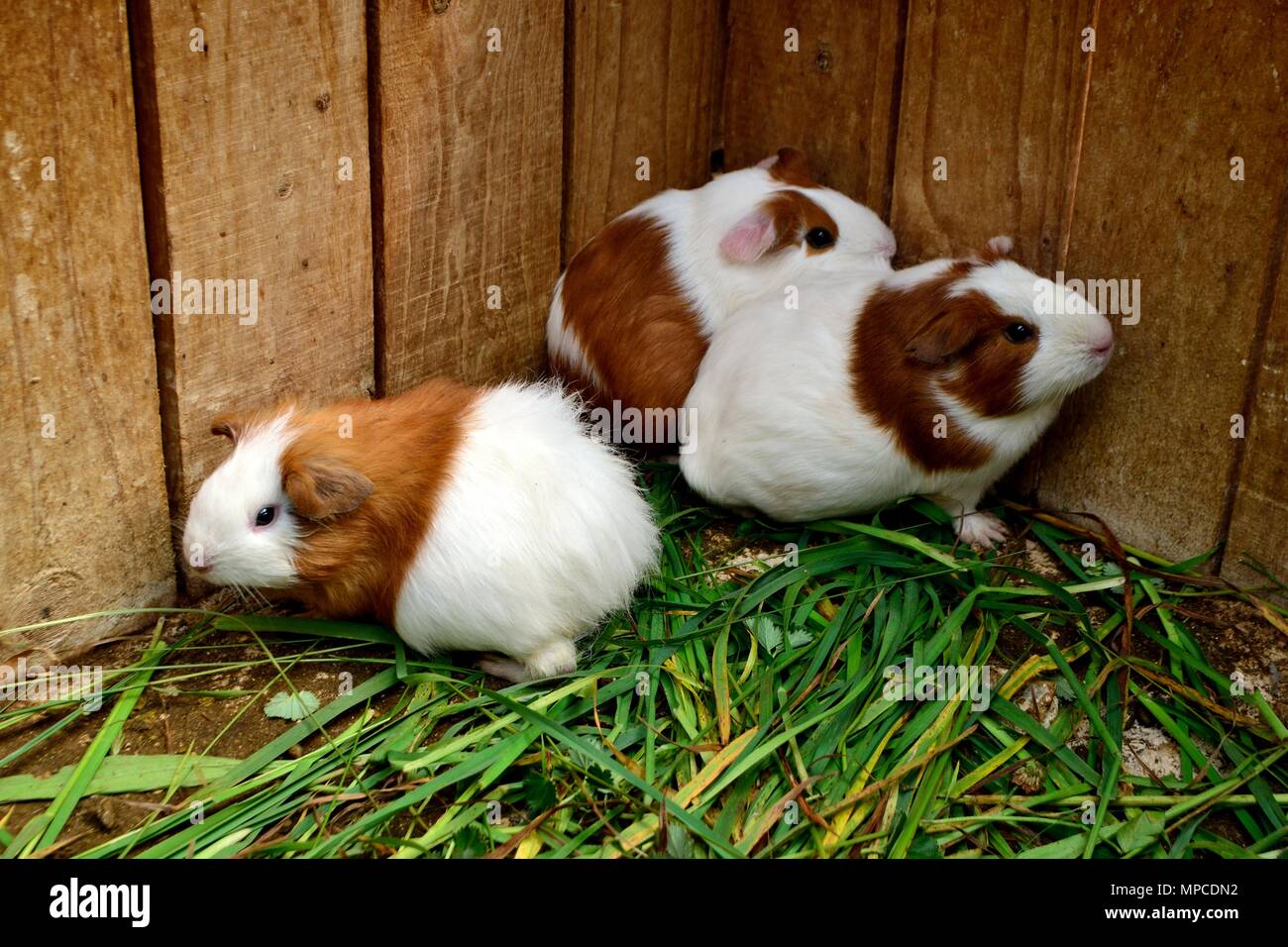 Peruvian farm workers hi-res stock photography and images - Alamy