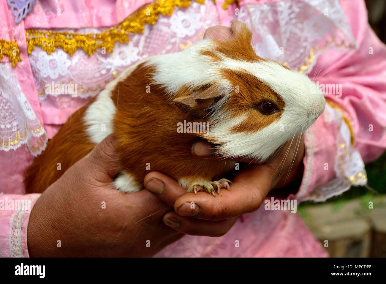 Cuy farm in GRANJA PORCON - Evangelical cooperative - Department of ...
