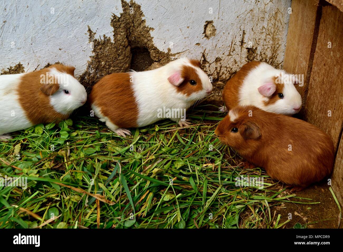 Cuy farm in GRANJA PORCON - Evangelical cooperative - Department of ...
