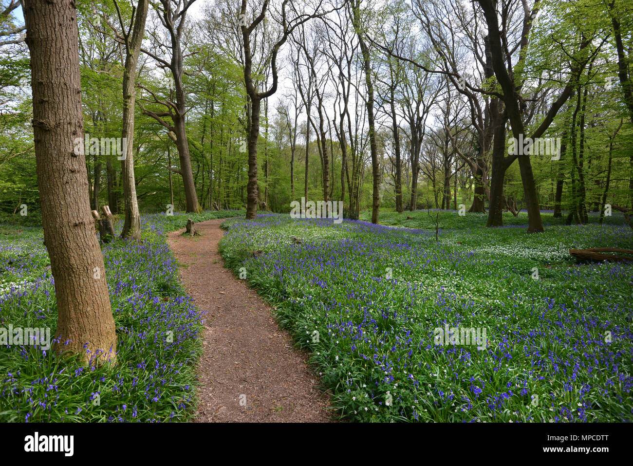 Bluebell walk hi-res stock photography and images - Alamy