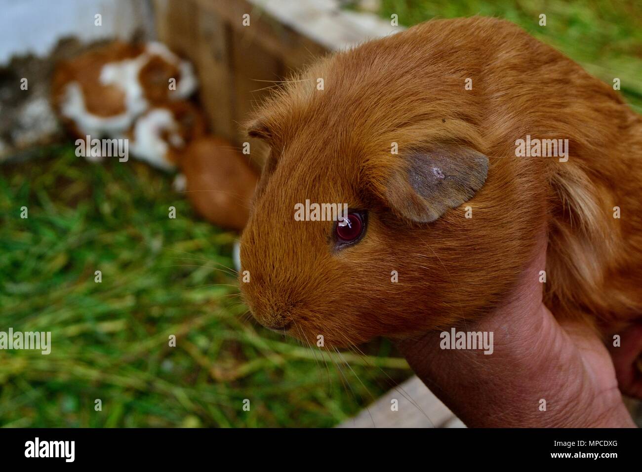 Cuy farm in GRANJA PORCON - Evangelical cooperative - Department of ...