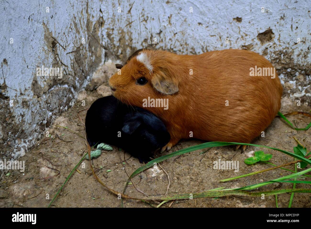 Cuy farm in GRANJA PORCON - Evangelical cooperative - Department of ...