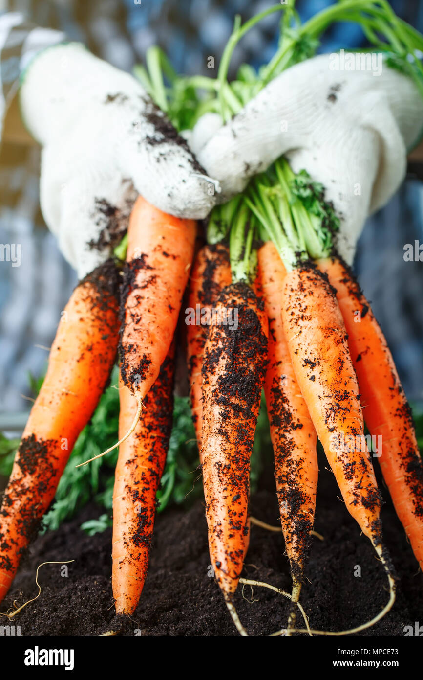 Fresh carrots picked from garden in hands.Carrots on garden ground ...