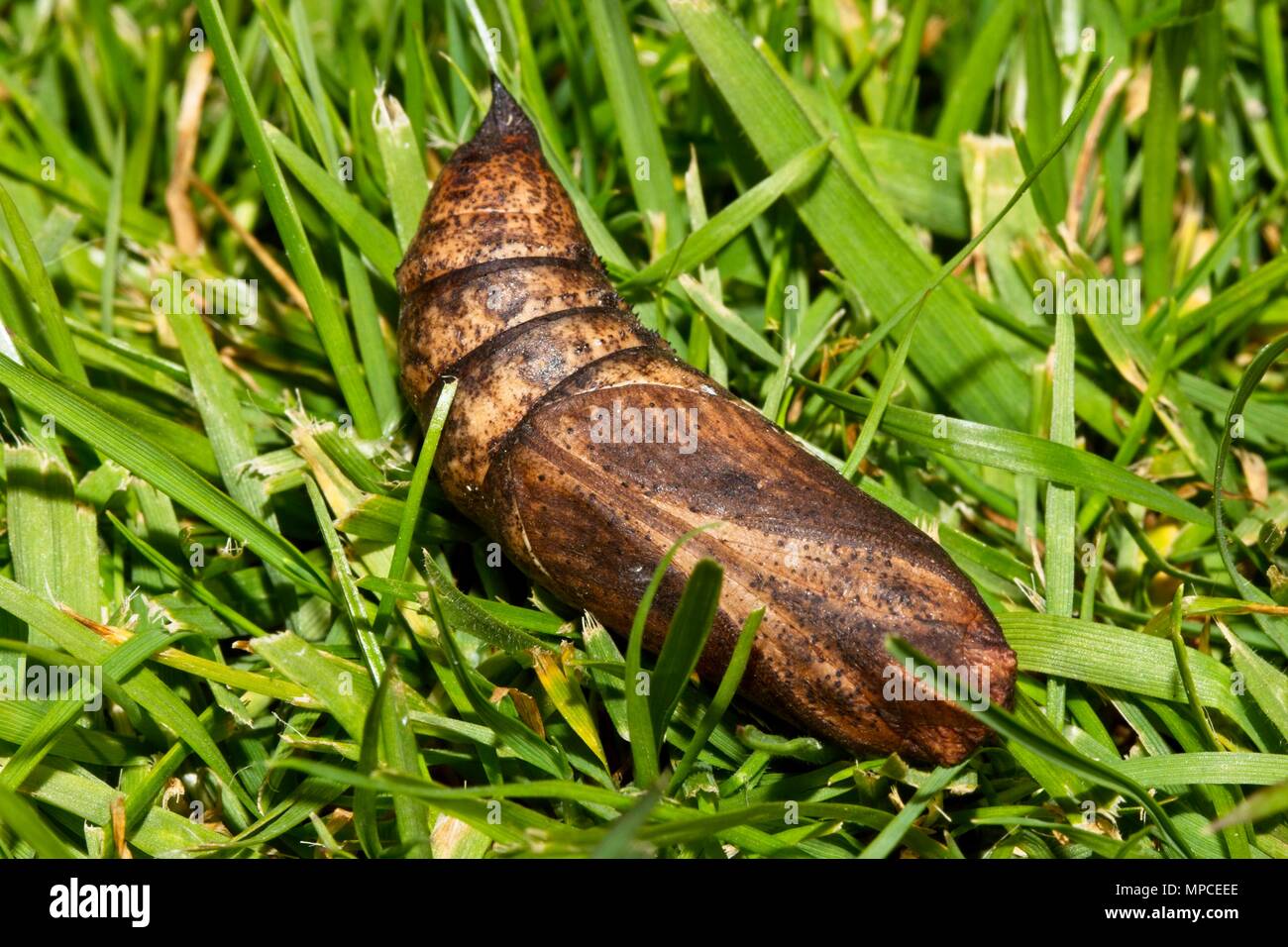 Moth pupa hi-res stock photography and images - Alamy